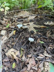 Cotylidia diaphana | Mushrooms of Nebraska