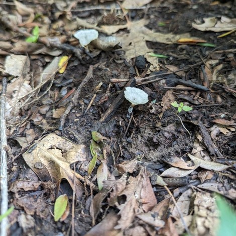 Indian Cave State Park | Mushrooms of Nebraska