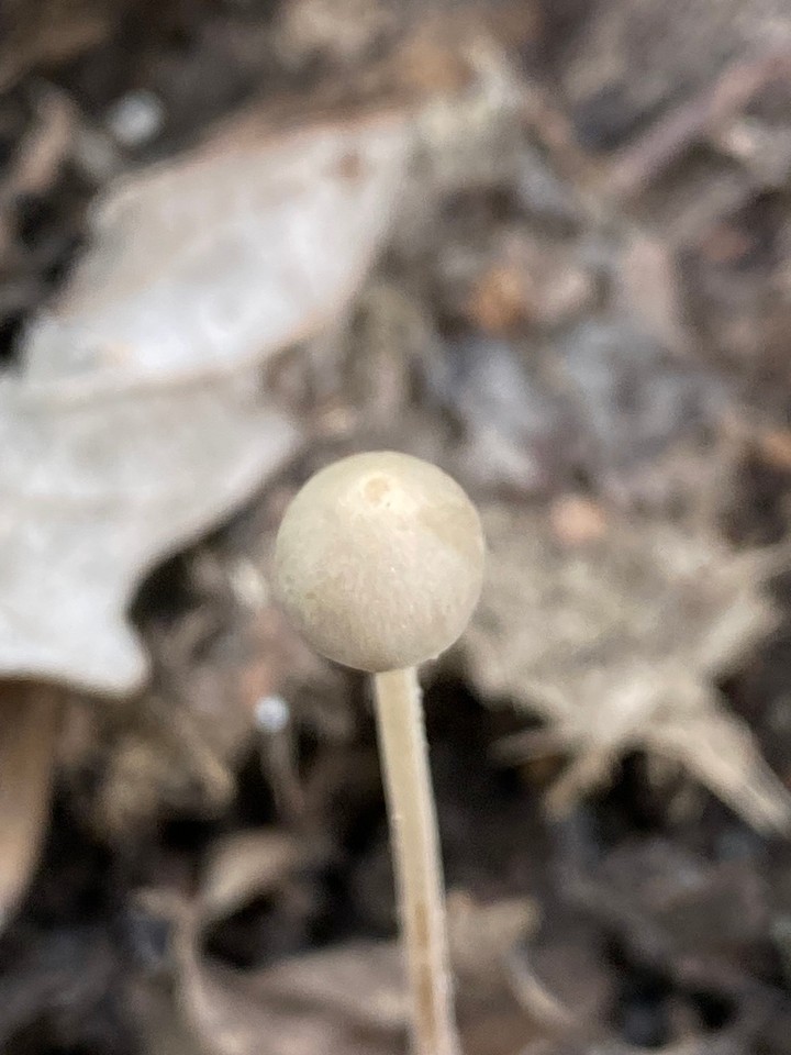 Pantropic Mottlegill (Panaeolus pantropicalis) | Mushrooms of Nebraska
