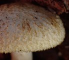 Tricholomopsis sp-IN01 | Mushrooms of Nebraska
