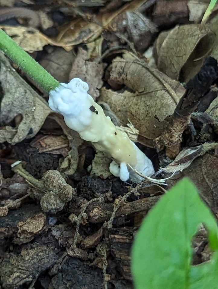 Enveloping Crust (Sebacina incrustans) | Mushrooms of Nebraska