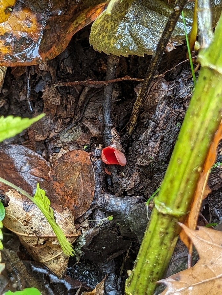 Dudley's Elf Cup (Sarcoscypha dudleyi) | Mushrooms of Nebraska