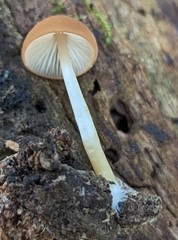 Marasmius sp-IN08 | Mushrooms of Nebraska