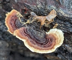 Fasciating Stereum (Stereum fasciatum) | Mushrooms of Nebraska