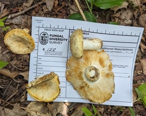 Russula sp-IN13 | Mushrooms of Nebraska