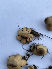 Earthstars (Geastrum sp.) | Mushrooms of Nebraska