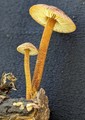 Orange Faint Foot Mushroom (Heimiomyces tenuipes) | Mushrooms of Nebraska