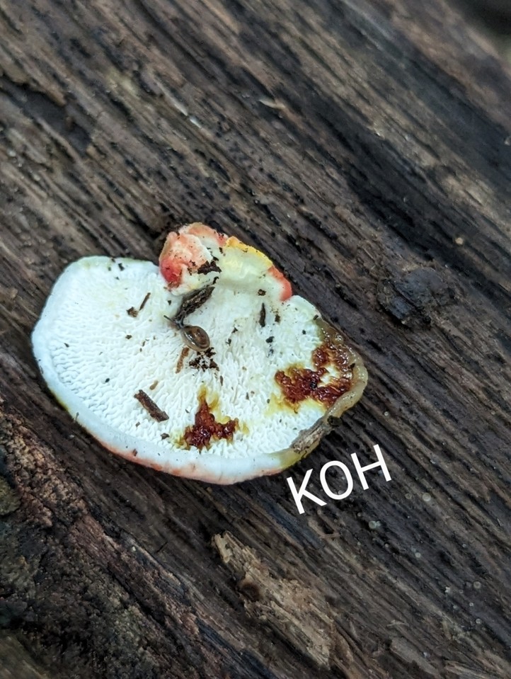 Coral-pink Merulius (Phlebia incarnata) | Mushrooms of Nebraska