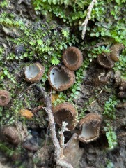 Brown-haired White Cup (Humaria hemisphaerica) | Mushrooms of Nebraska