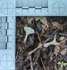 Cotylidia diaphana | Mushrooms of Nebraska