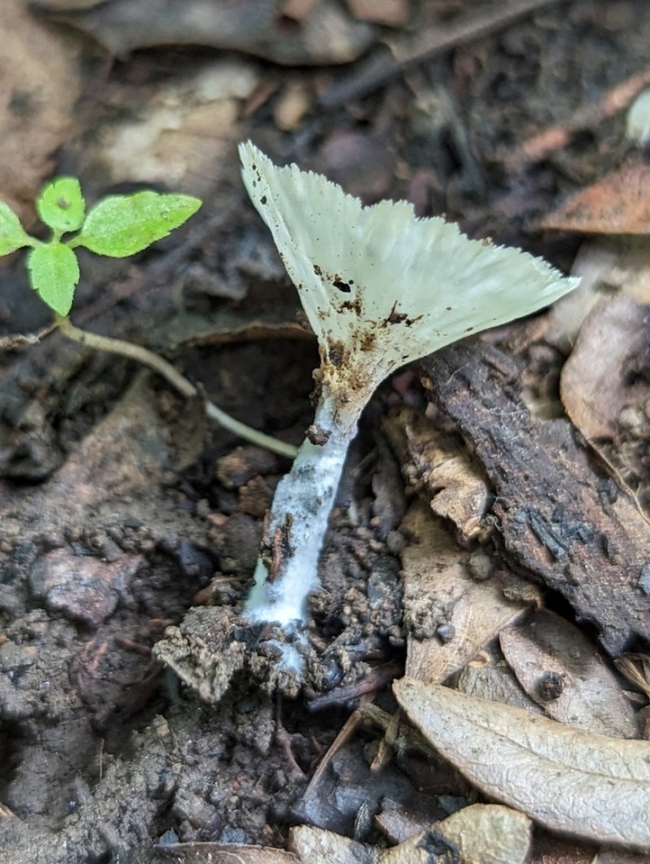Cotylidia diaphana | Mushrooms of Nebraska