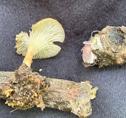 Lilac Oysterling (Panus conchatus) | Mushrooms of Nebraska