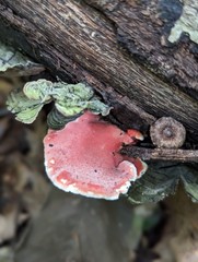 Coral-pink Merulius (Phlebia incarnata) | Mushrooms of Nebraska