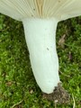 Russula sp-IN65 | Mushrooms of Nebraska