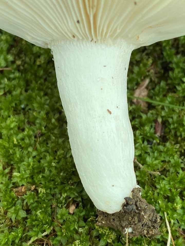 Russula sp-IN65 | Mushrooms of Nebraska