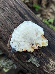 Coral-pink Merulius (Phlebia incarnata) | Mushrooms of Nebraska