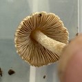 Inocybe sp-NE01 | Mushrooms of Nebraska