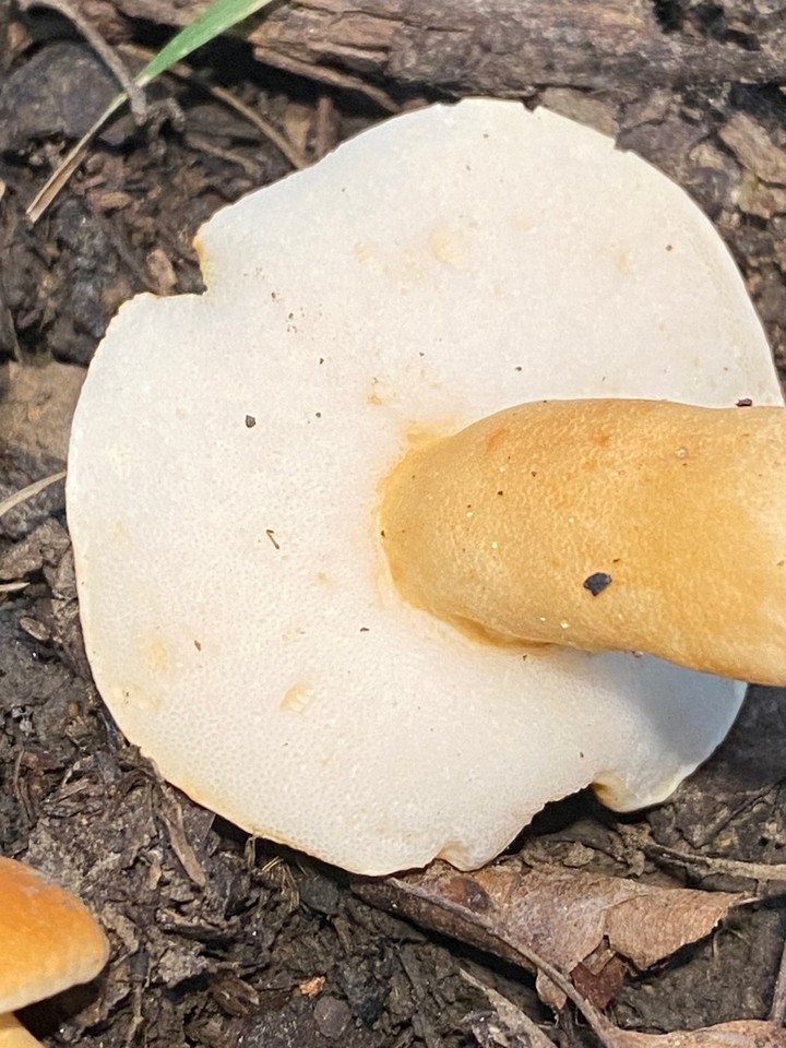 Chestnut Bolete (Gyroporus castaneus-IN07) | Mushrooms of Nebraska