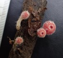Pink Fringed Faery Cup (Microstoma floccosum) | Mushrooms of Nebraska