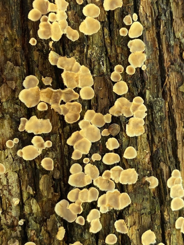 Smooth Patch Disease (Aleurodiscus oakesii) | Mushrooms of Nebraska