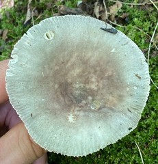 Russula sp-IN65 | Mushrooms of Nebraska