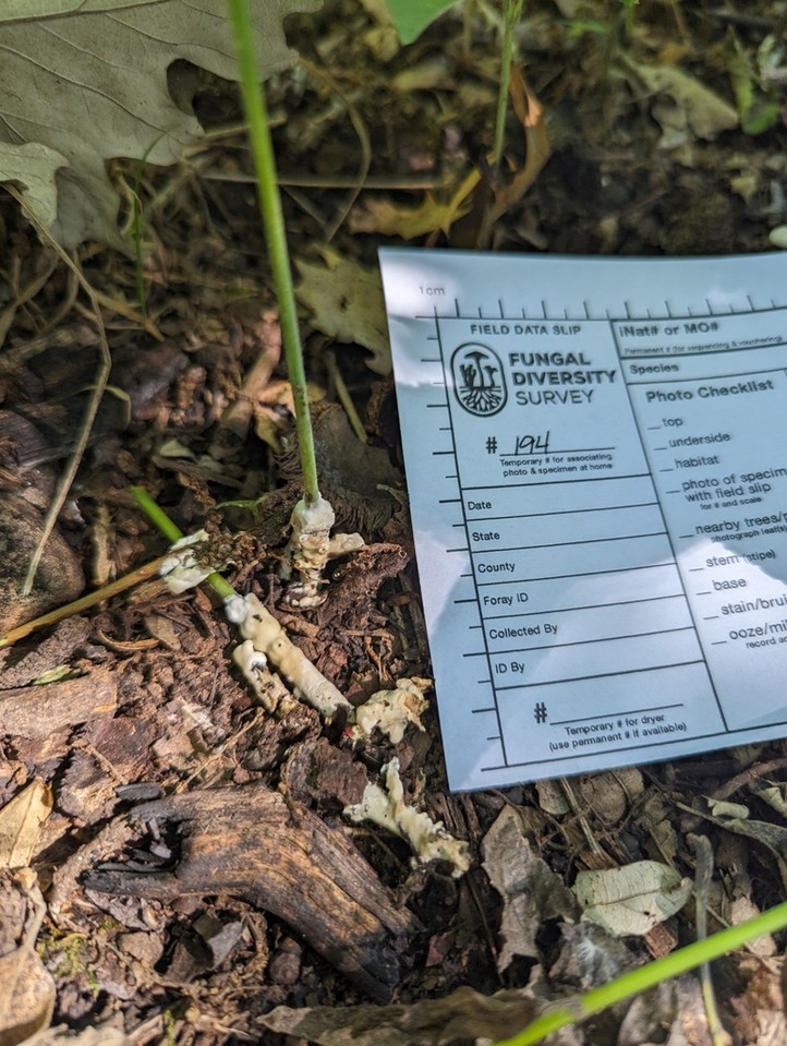 Enveloping Crust (Sebacina incrustans) | Mushrooms of Nebraska