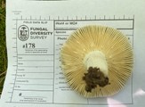 Russula sp-IN65 | Mushrooms of Nebraska