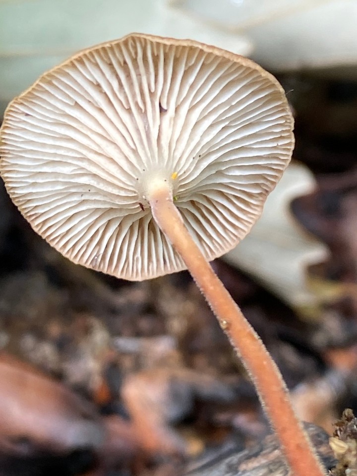 Collybiopsis biformis | Mushrooms of Nebraska
