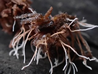 Spider Akanthomyces (Akanthomyces aranearum) | Mushrooms of Nebraska
