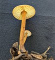 Orange Faint Foot Mushroom (Heimiomyces tenuipes) | Mushrooms of Nebraska