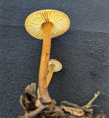 Orange Faint Foot Mushroom (Heimiomyces tenuipes) | Mushrooms of Nebraska