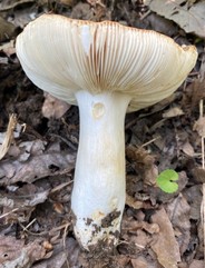 Russula sp-IN14 | Mushrooms of Nebraska