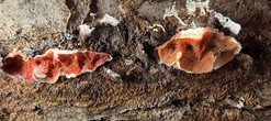 Trembling Crust (Merulius tremellosus) | Mushrooms of Nebraska