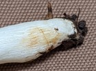 Russula sp-IN1 | Mushrooms of Nebraska