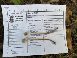 Pantropic Mottlegill (Panaeolus pantropicalis) | Mushrooms of Nebraska