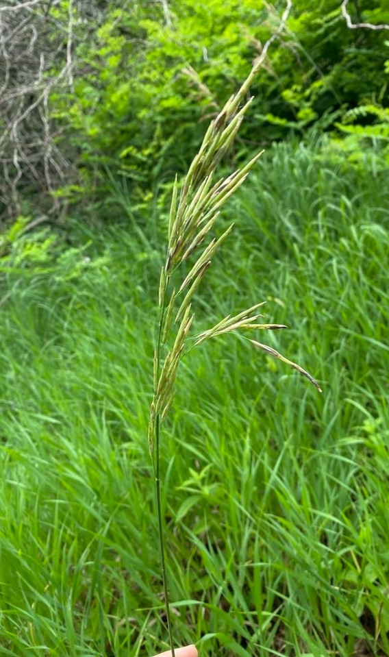 Ergots (Claviceps sp.) | Mushrooms of Nebraska