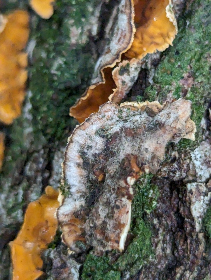 Crowded Parchment (Stereum complicatum) | Mushrooms of Nebraska