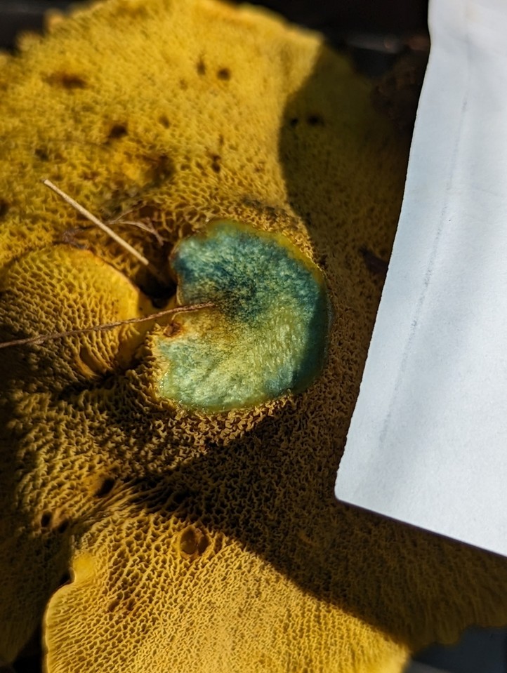 Ash-tree Bolete (Boletinellus merulioides) | Mushrooms of Nebraska