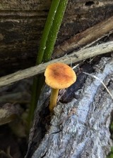 Orange Faint Foot Mushroom (Heimiomyces tenuipes) | Mushrooms of Nebraska
