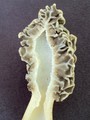 Common Morel (Morchella americana) | Mushrooms of Nebraska