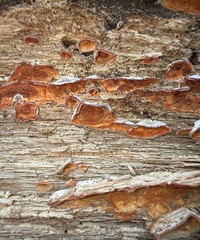 Trembling Crust (Merulius tremellosus) | Mushrooms of Nebraska