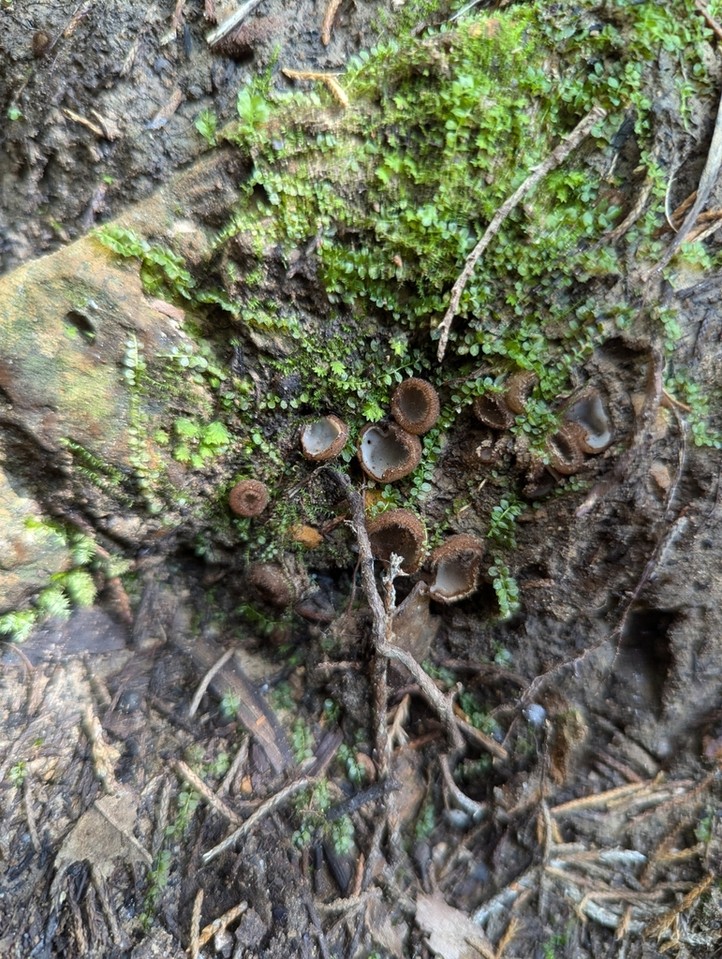 Brown-haired White Cup (Humaria hemisphaerica) | Mushrooms of Nebraska