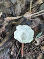 Cotylidia diaphana | Mushrooms of Nebraska