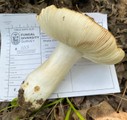 Russula sp-IN14 | Mushrooms of Nebraska