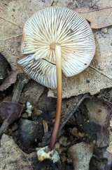 Marasmius sp-IN08 | Mushrooms of Nebraska