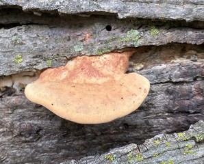 Tender Nesting Polypore (Hapalopilus rutilans) | Mushrooms of Nebraska