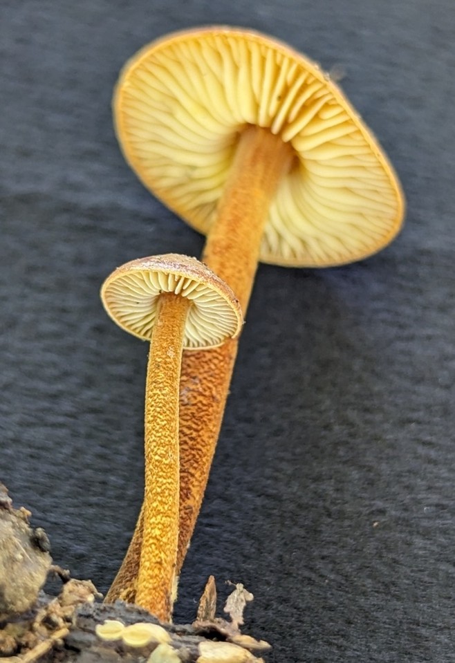 Orange Faint Foot Mushroom (Heimiomyces tenuipes) | Mushrooms of Nebraska