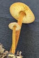 Orange Faint Foot Mushroom (Heimiomyces tenuipes) | Mushrooms of Nebraska