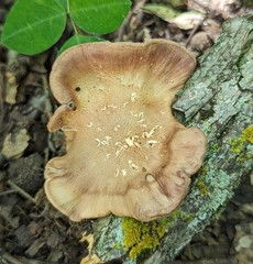 Lilac Oysterling (Panus conchatus) | Mushrooms of Nebraska