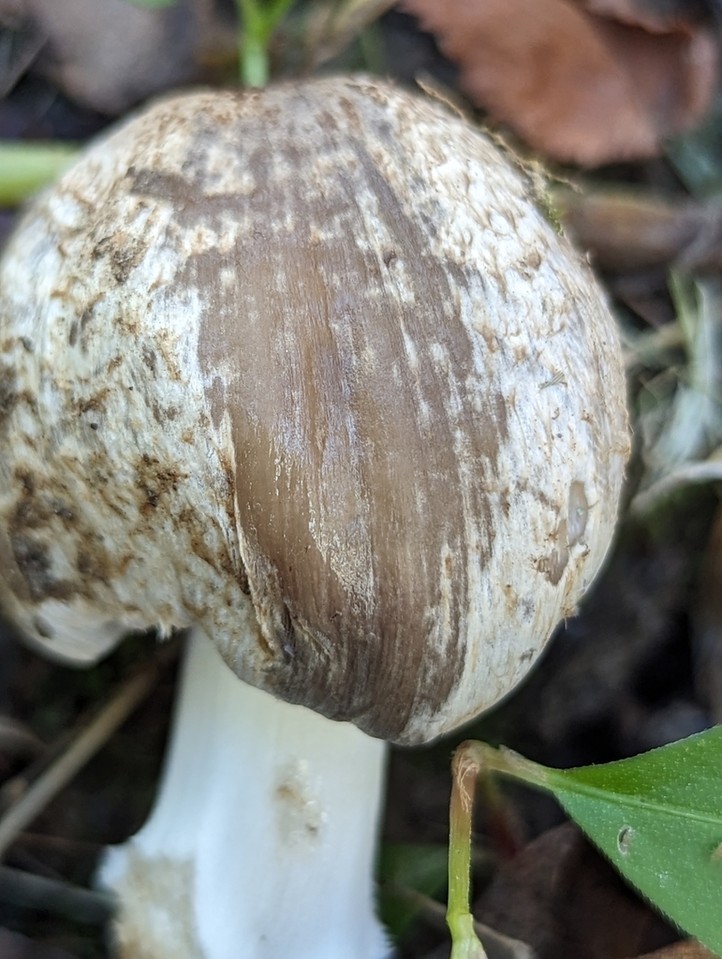 Common Ink Cap (Coprinopsis atramentaria) | Mushrooms of Nebraska